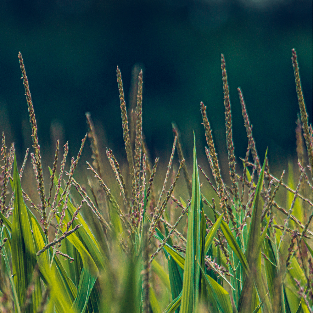 Le MSM (méthyl-sulfonyl-méthane) : importance & bénéfices de la ...